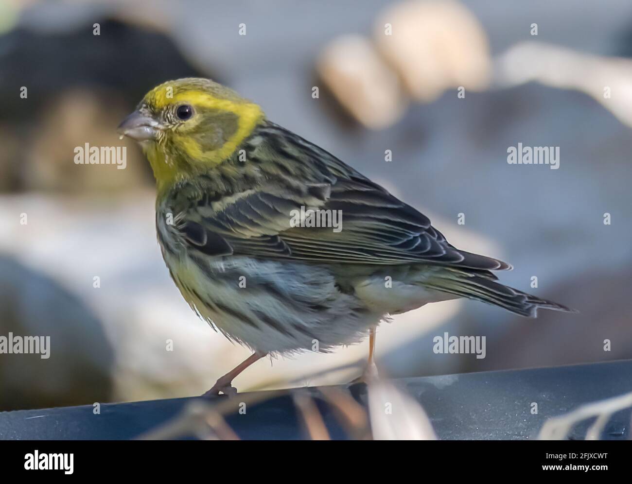 Serin bird hi-res stock photography and images - Alamy