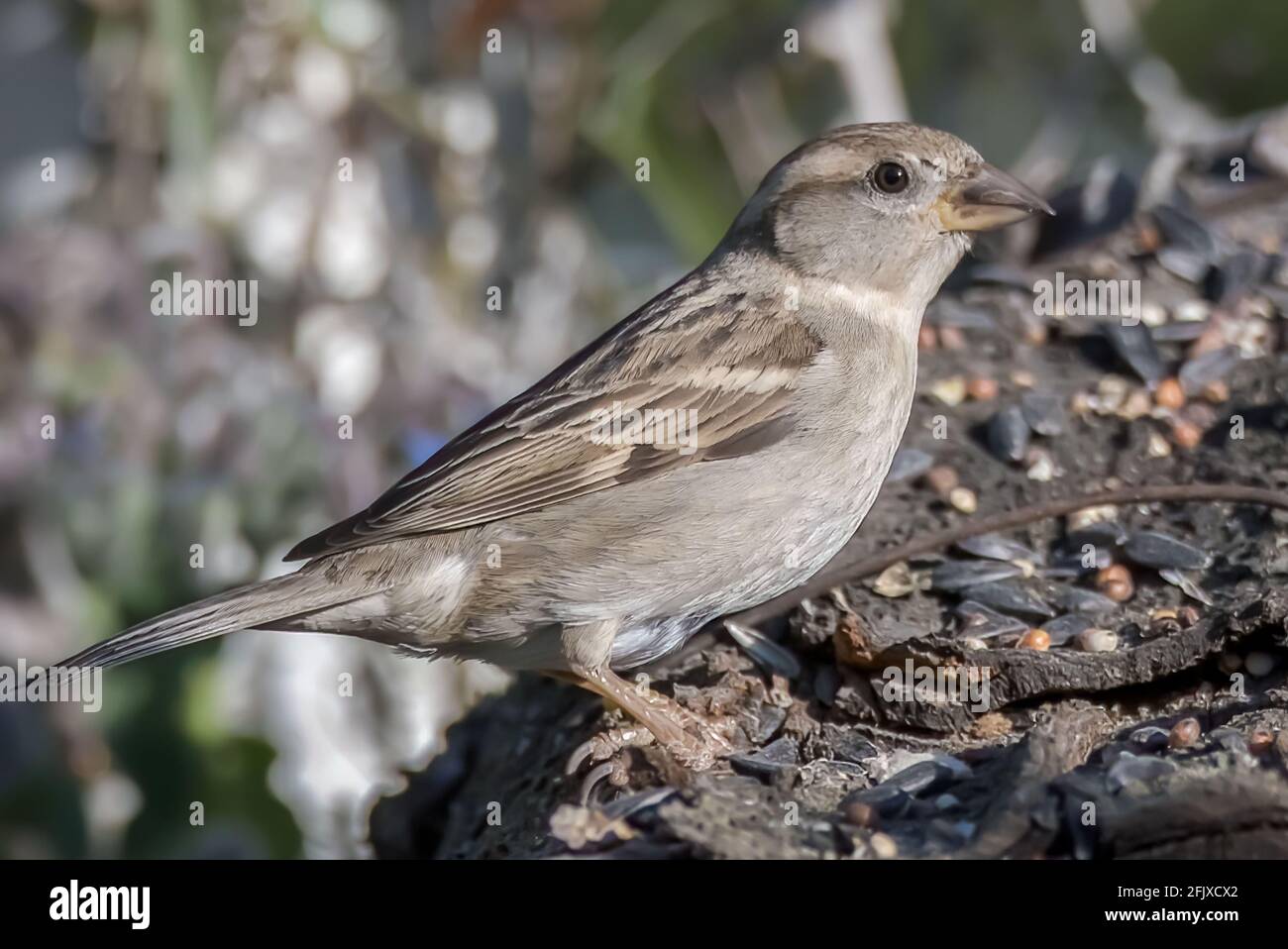 Cartoon blue bird sitting on hi-res stock photography and images - Alamy