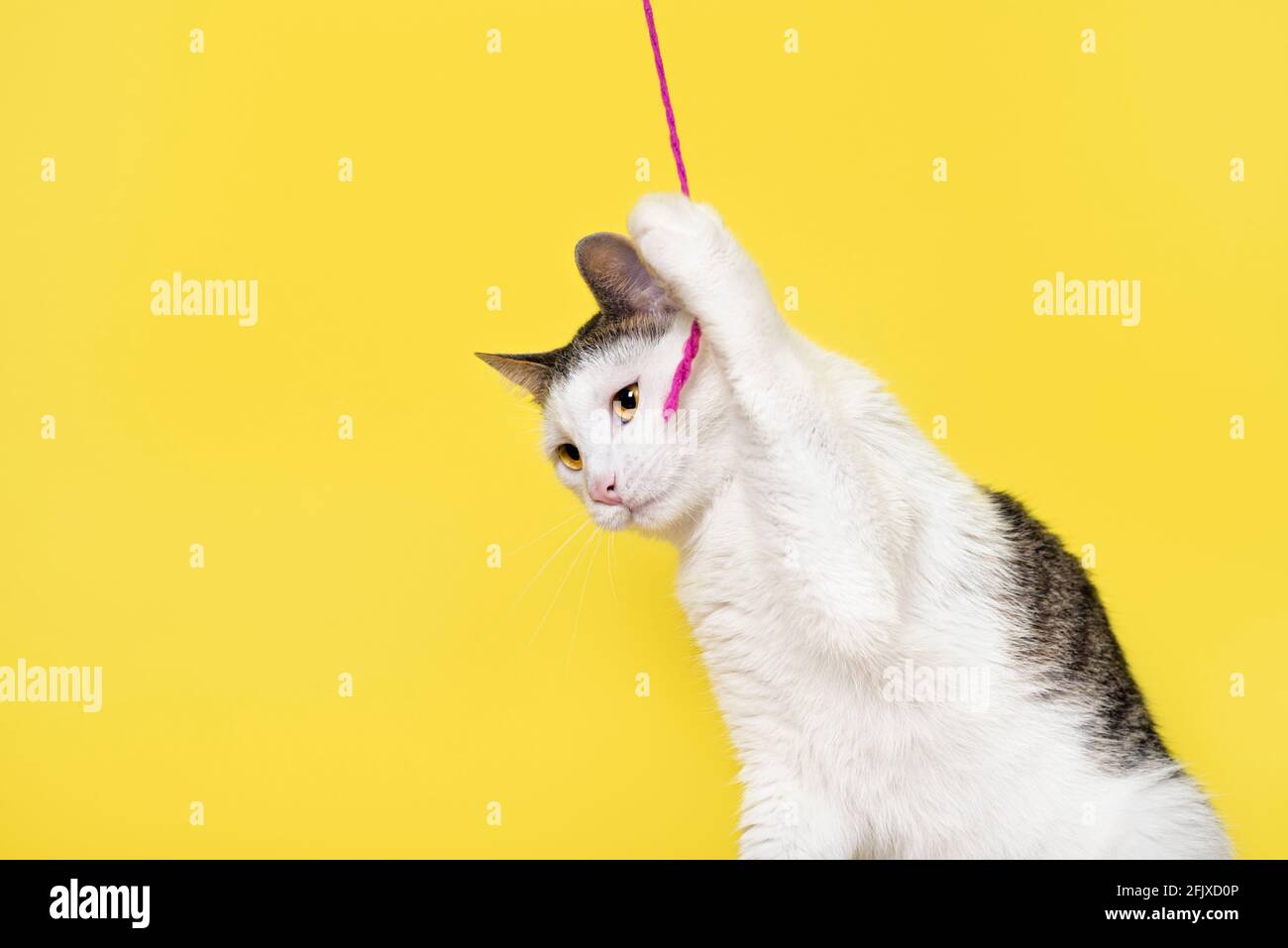 Cat Ears High Resolution Stock Photography and Images - Alamy