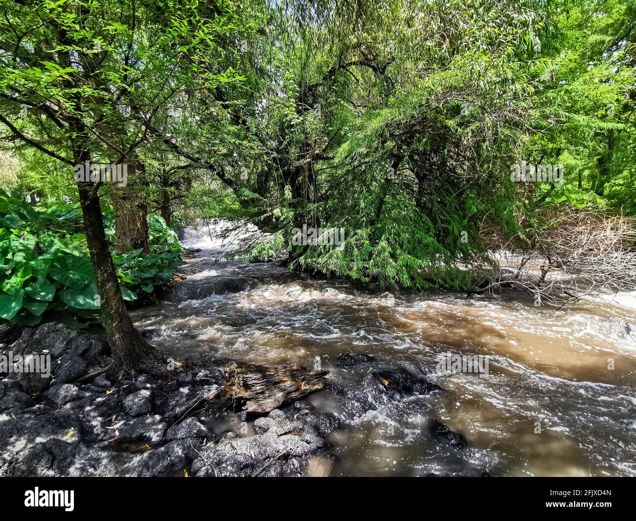 River running through rocks and trees around Stock Photo - Alamy