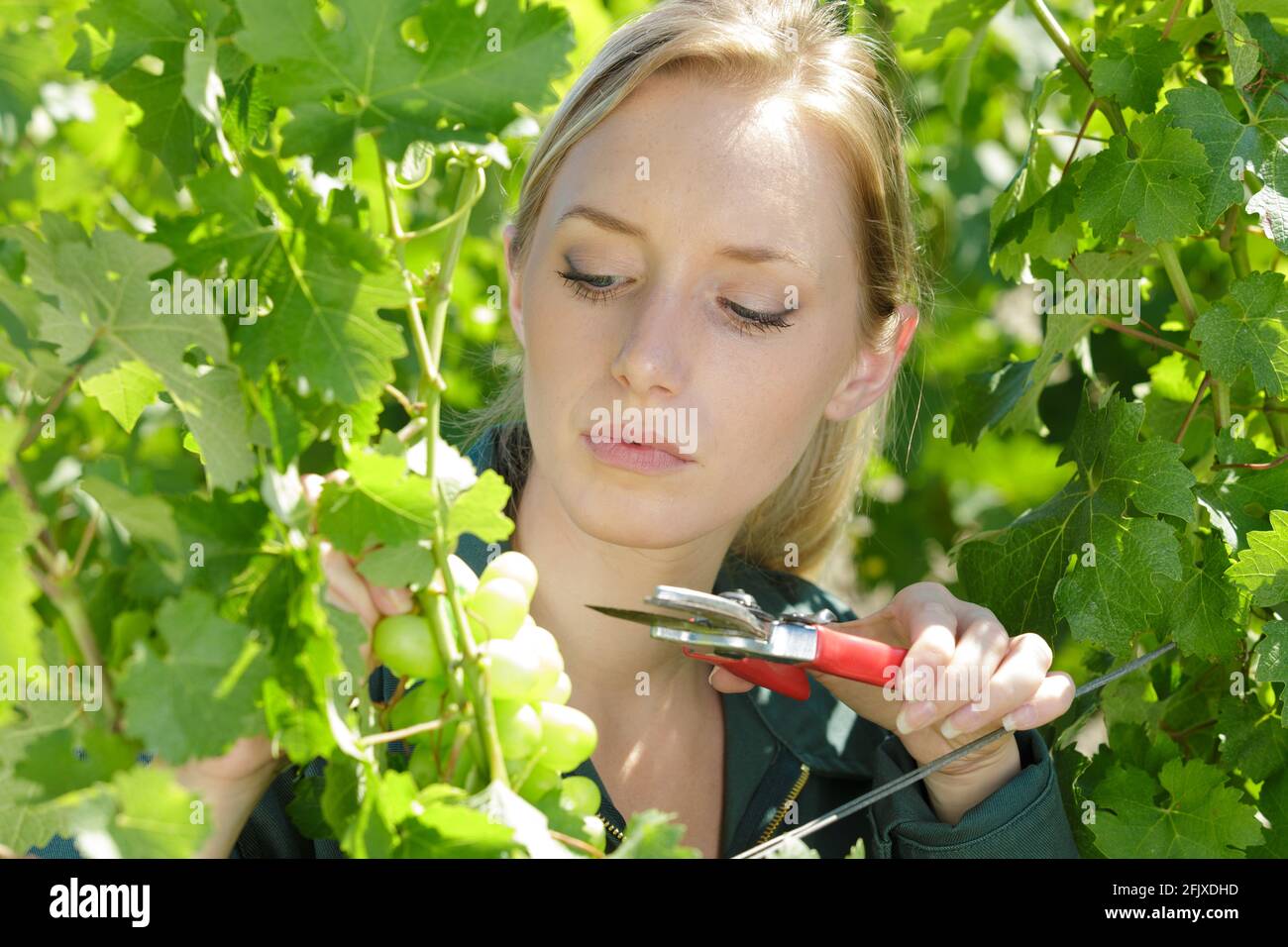 Woman cutting tree hi-res stock photography and images - Alamy