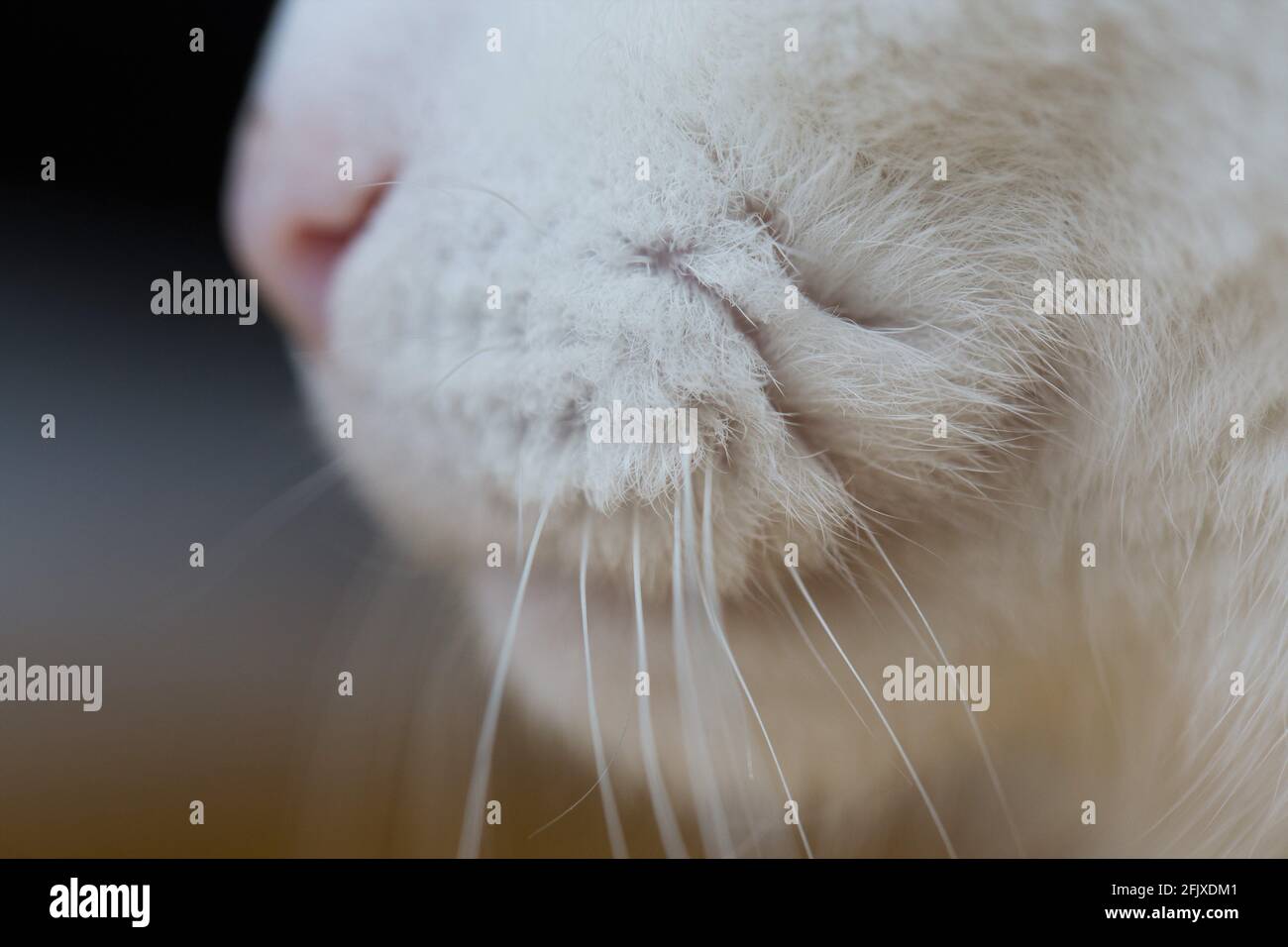 Profile of a white cat, focusing on whiskers Stock Photo - Alamy