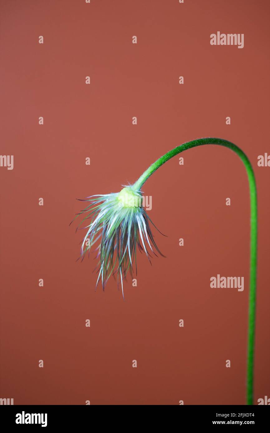 Sad flower hi-res stock photography and images - Alamy