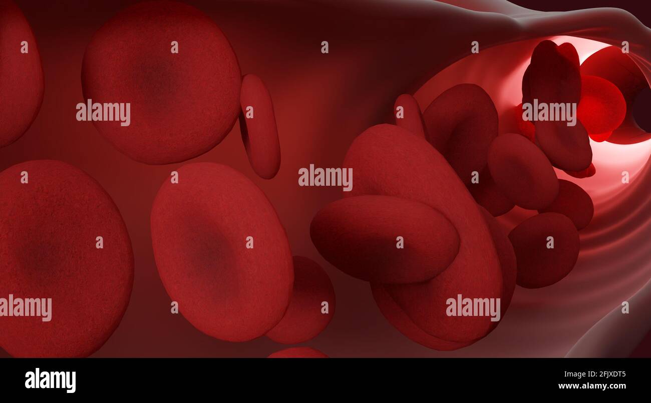 Red blood cells flowing through the veins. Close up view from inside ...