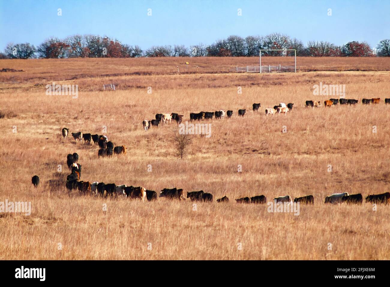 Cows walking in line hi-res stock photography and images - Alamy