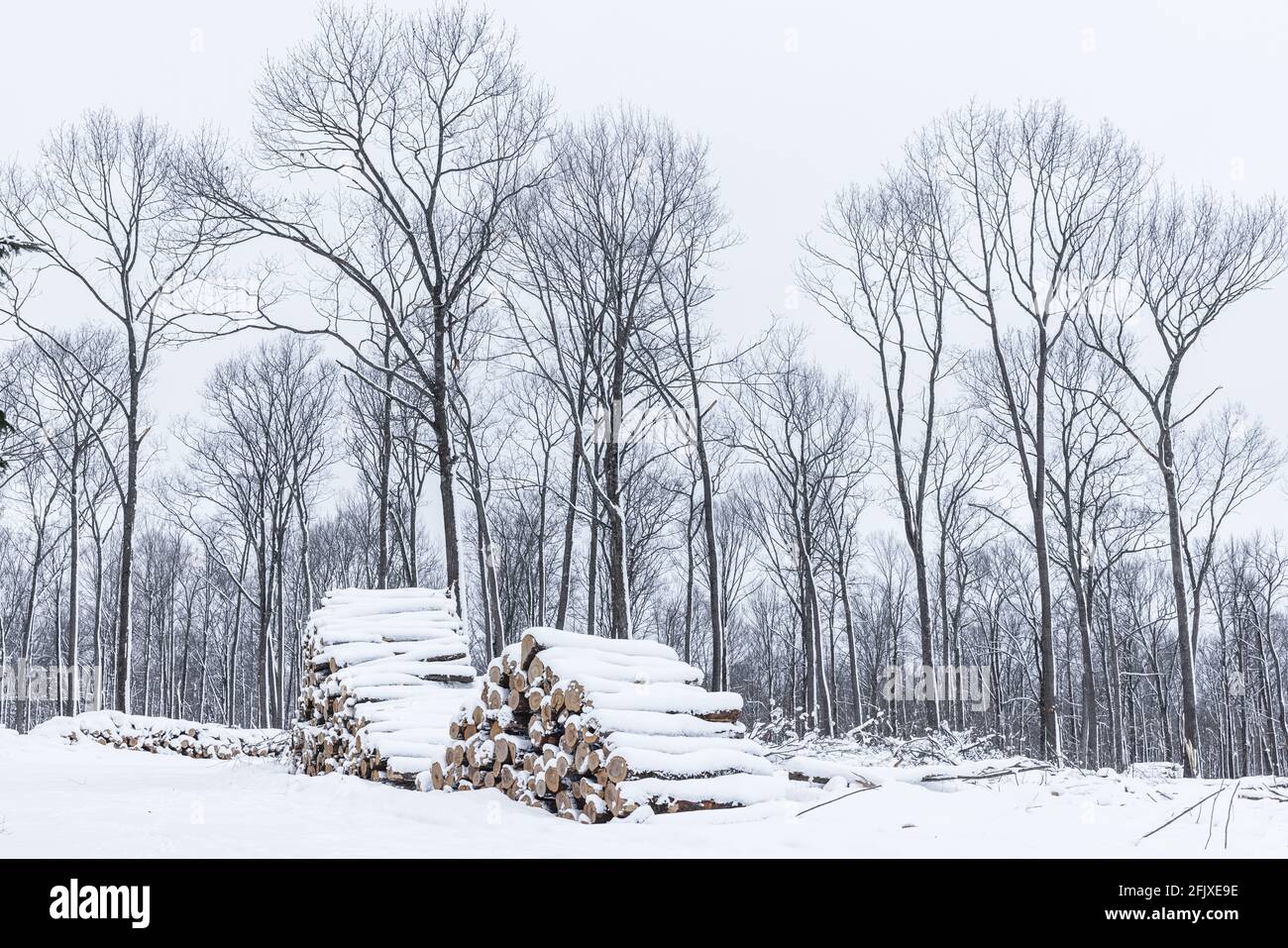 Logging operation in northern Wisconsin Stock Photo - Alamy