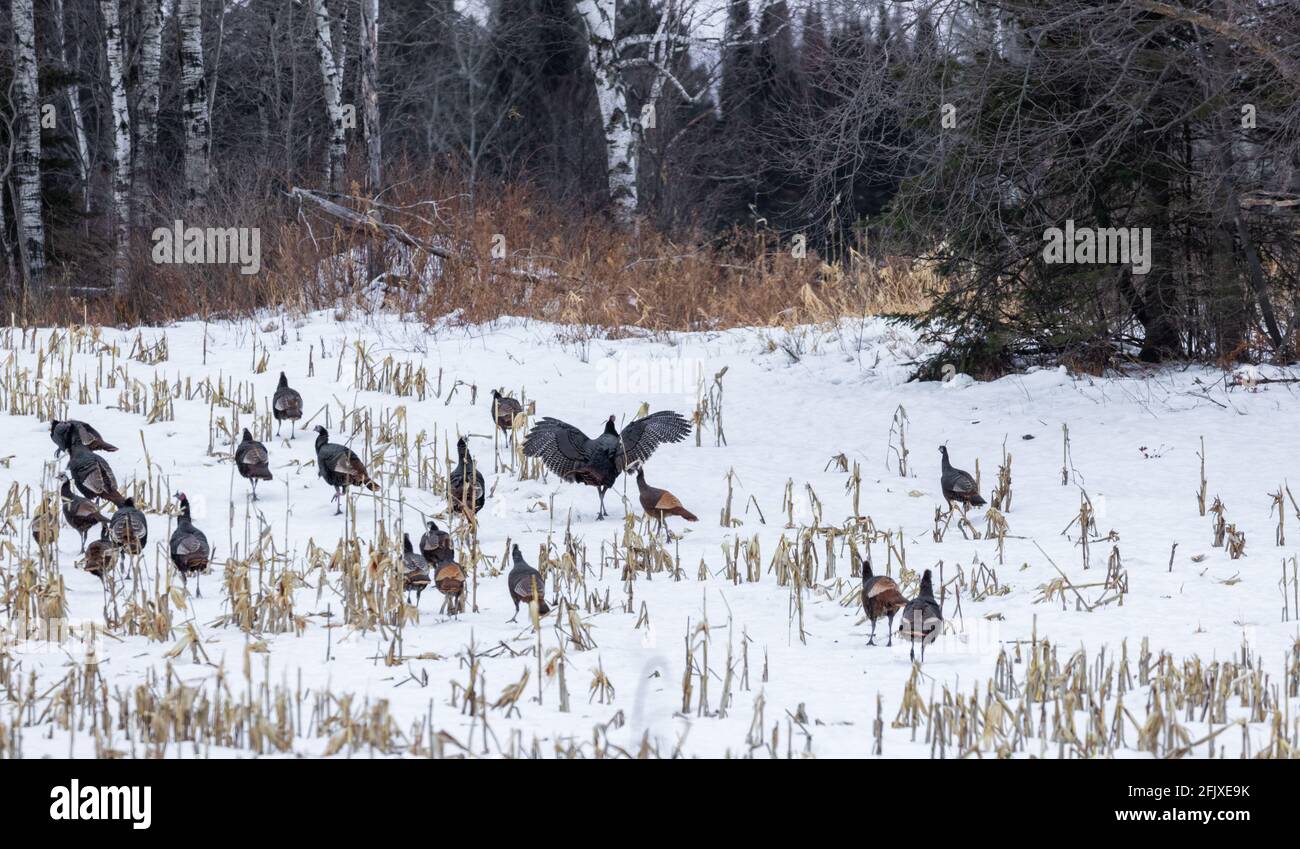 Turkeys rolling hi-res stock photography and images - Alamy