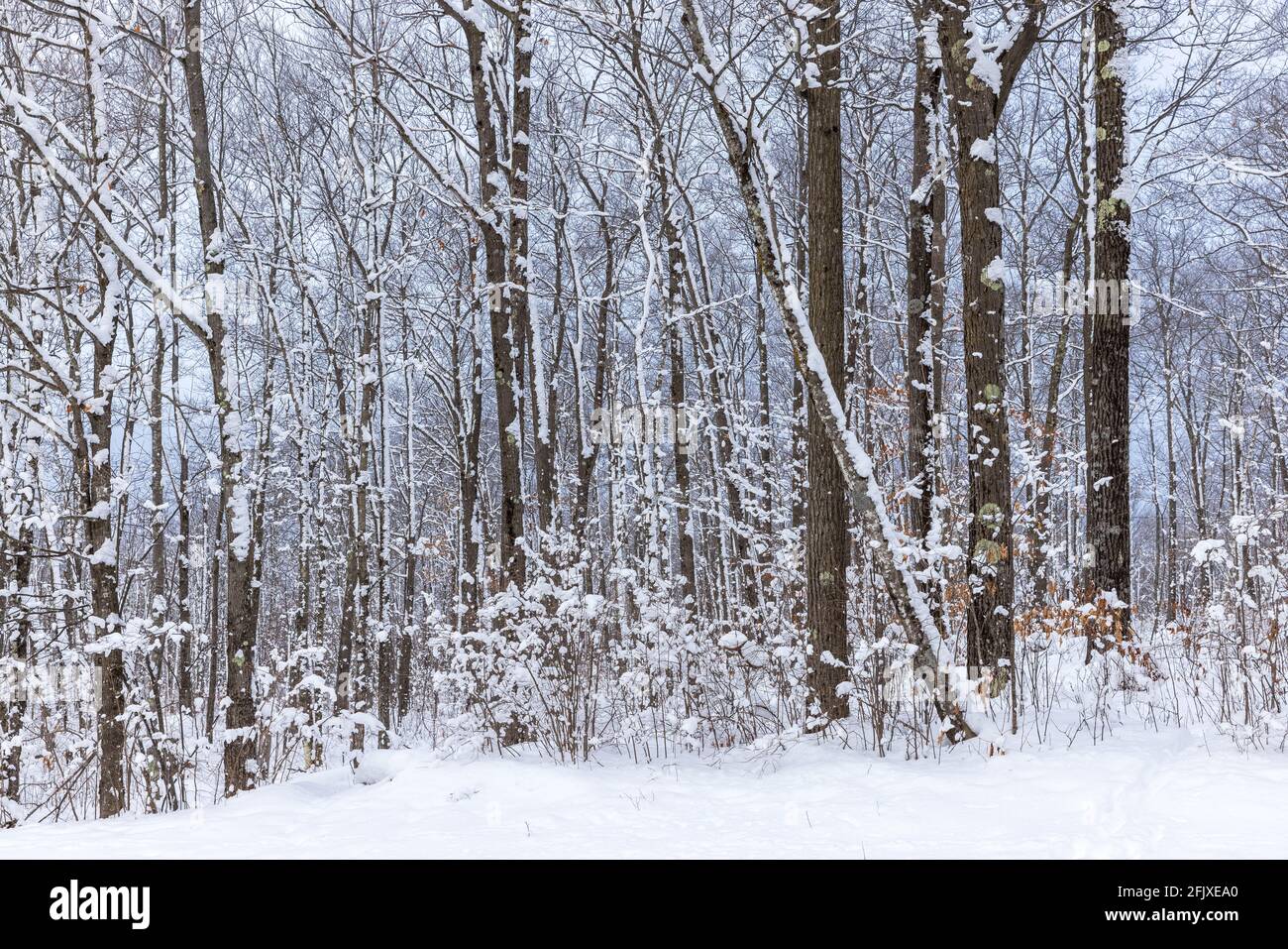 Snow-covered woodland in northern Wisconsin Stock Photo - Alamy