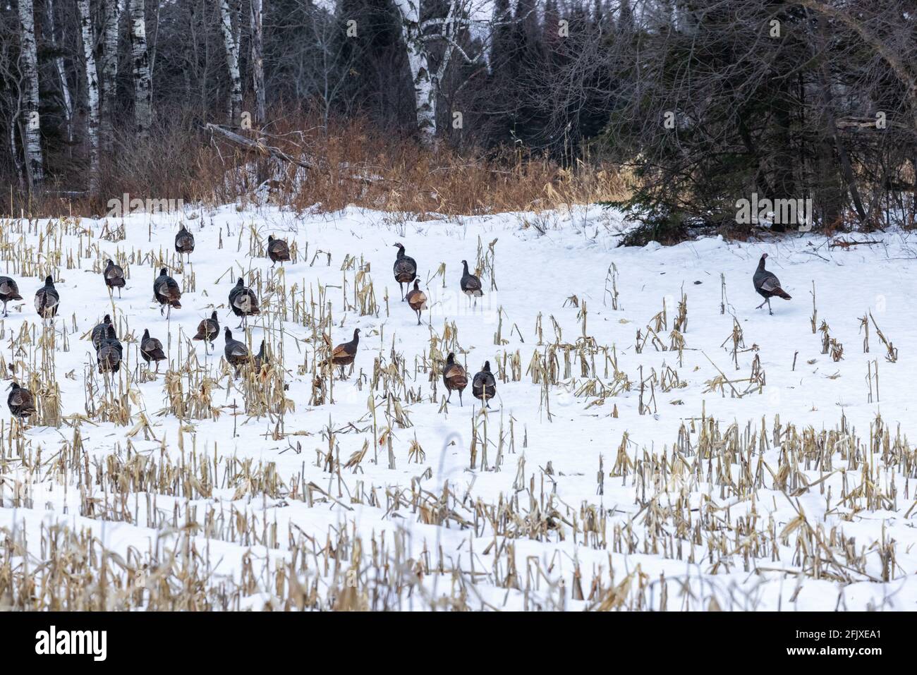 Turkeys rolling hi-res stock photography and images - Alamy
