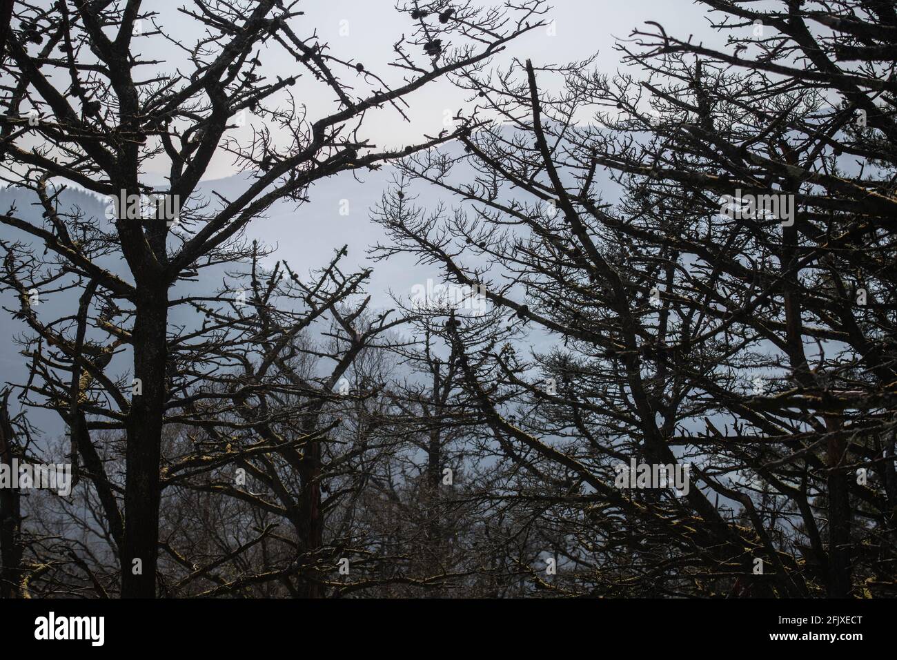 Tough trees growing on a top of a mountain Stock Photo - Alamy