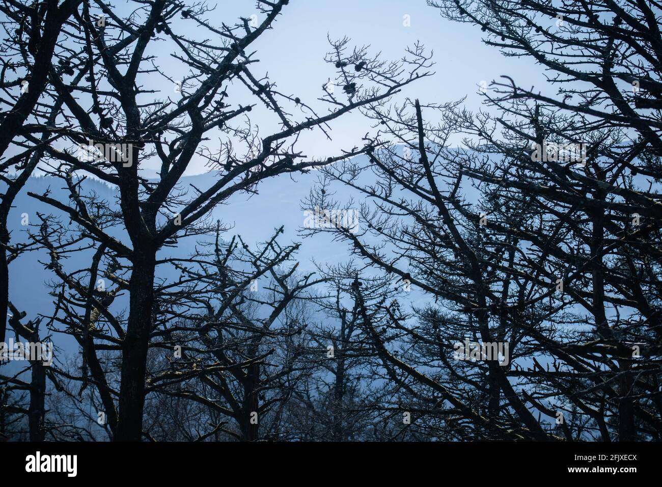 Tough trees hi-res stock photography and images - Alamy