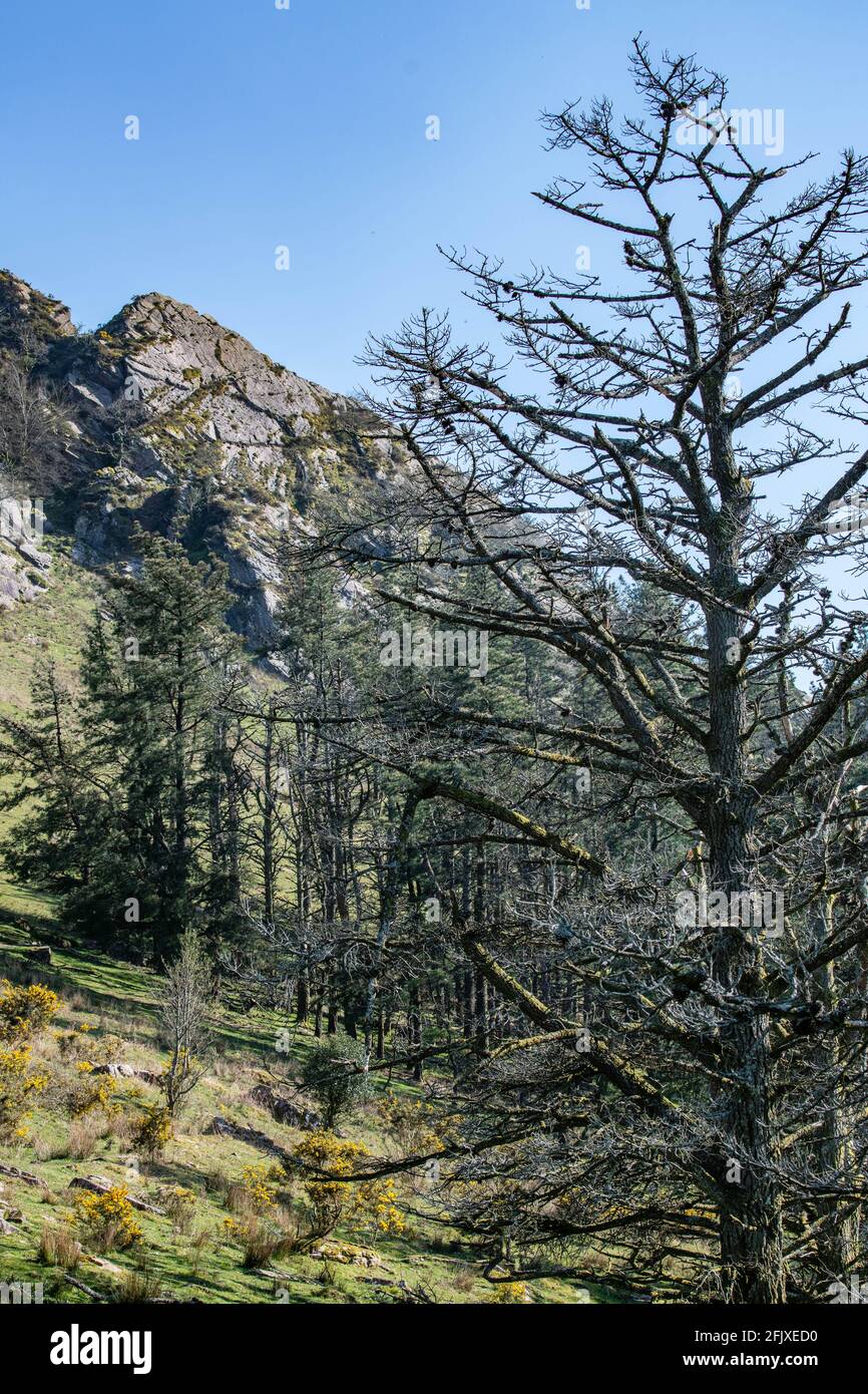 Tough trees growing on a top of a mountain Stock Photo - Alamy