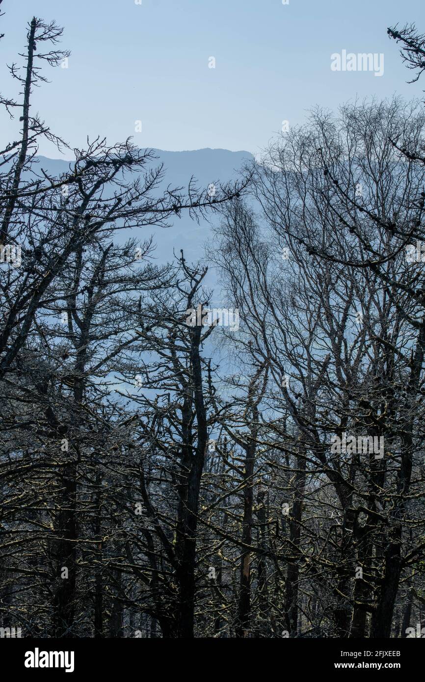 Tough trees hi-res stock photography and images - Alamy