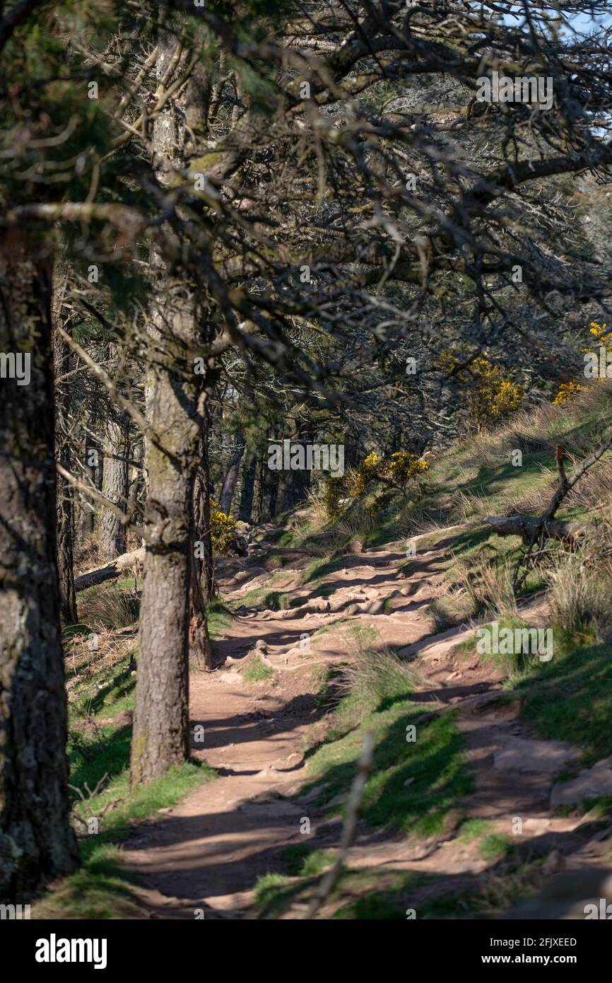 Tough trees hi-res stock photography and images - Alamy