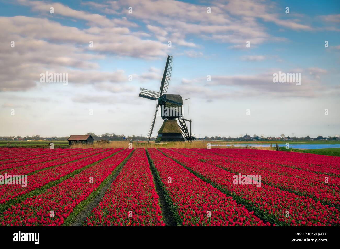 Holland tulips windmill hi-res stock photography and images - Alamy