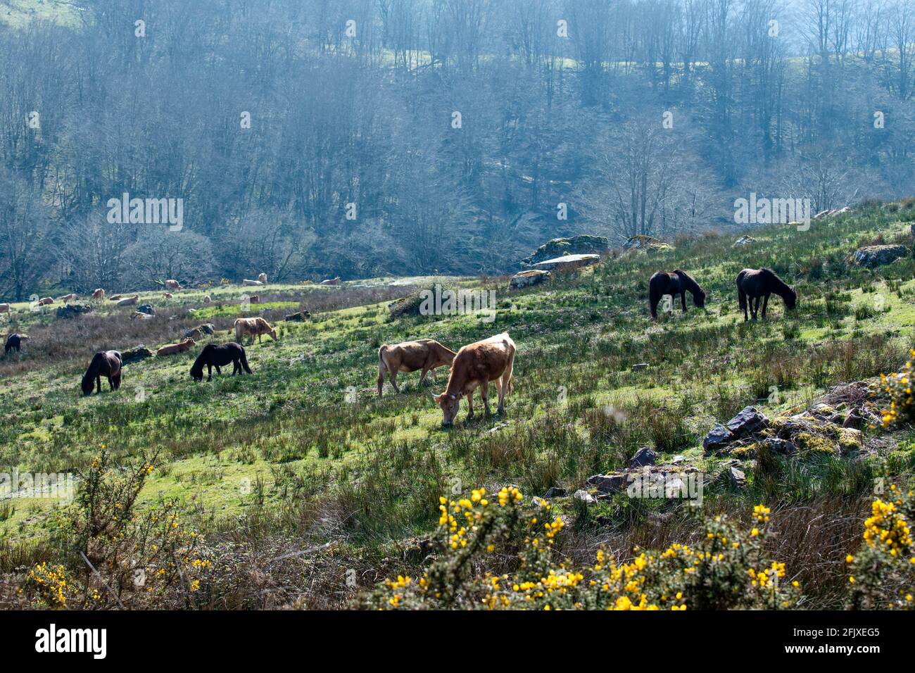 Farm animals grazing on a fresh spring grass Stock Photo - Alamy