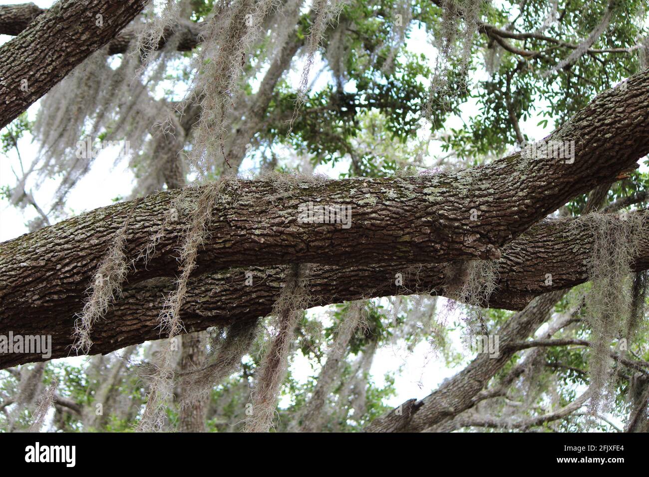 Spanish moss hanging from branches on a beautiful oak tree Stock Photo ...