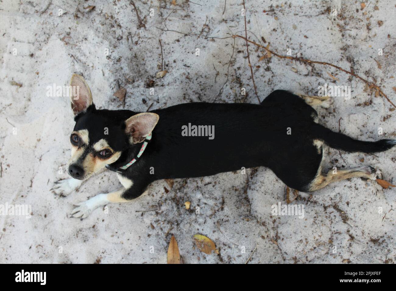 A small chihuahua laying flat outdoors in the sand on the beach Stock ...