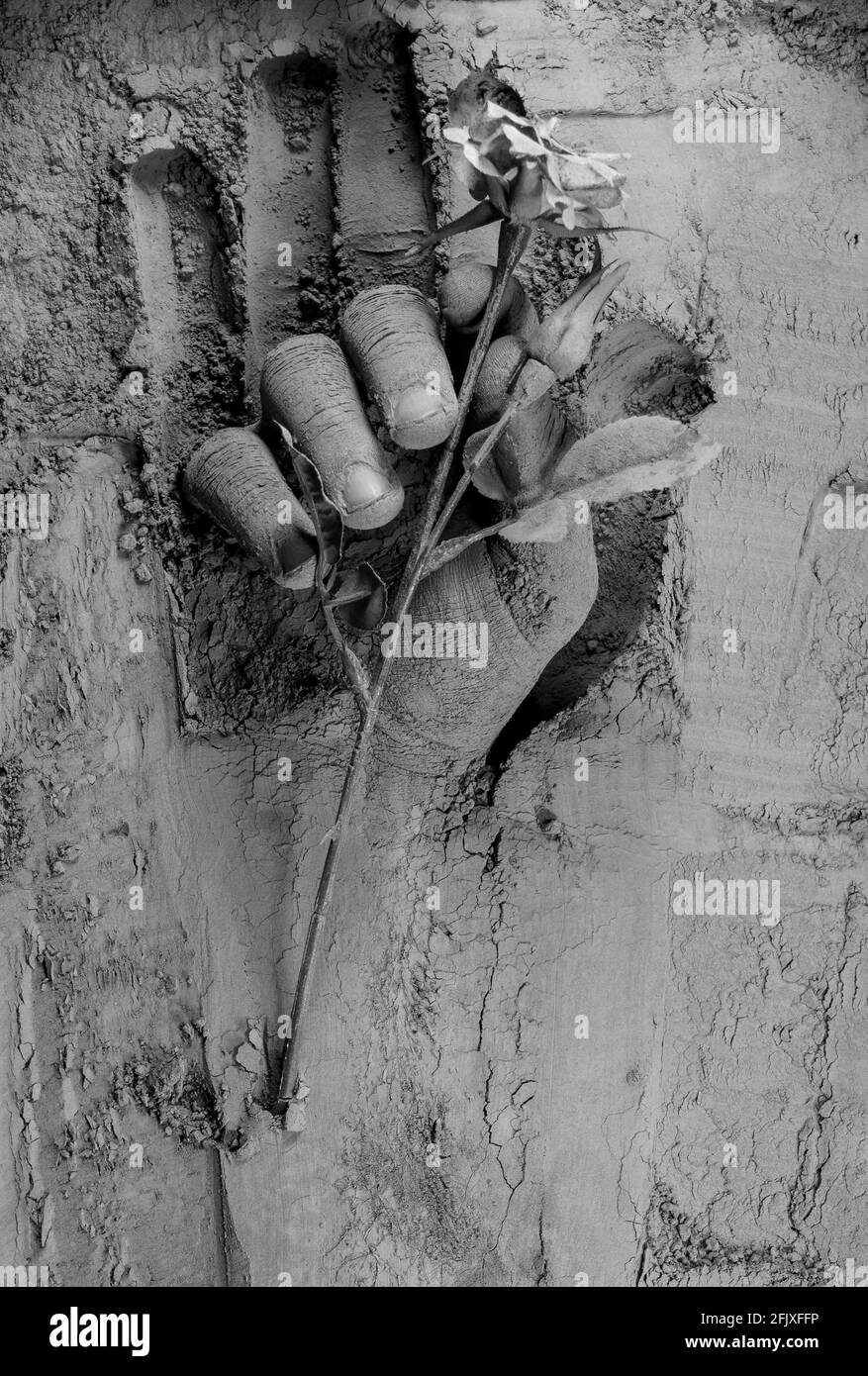Hand reaching out and holding rose in cement. Memorial day, funeral ...