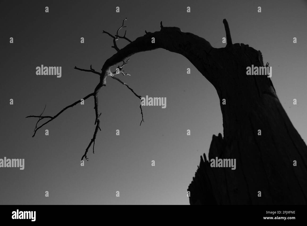 Tree trunk silhouette hi-res stock photography and images - Alamy
