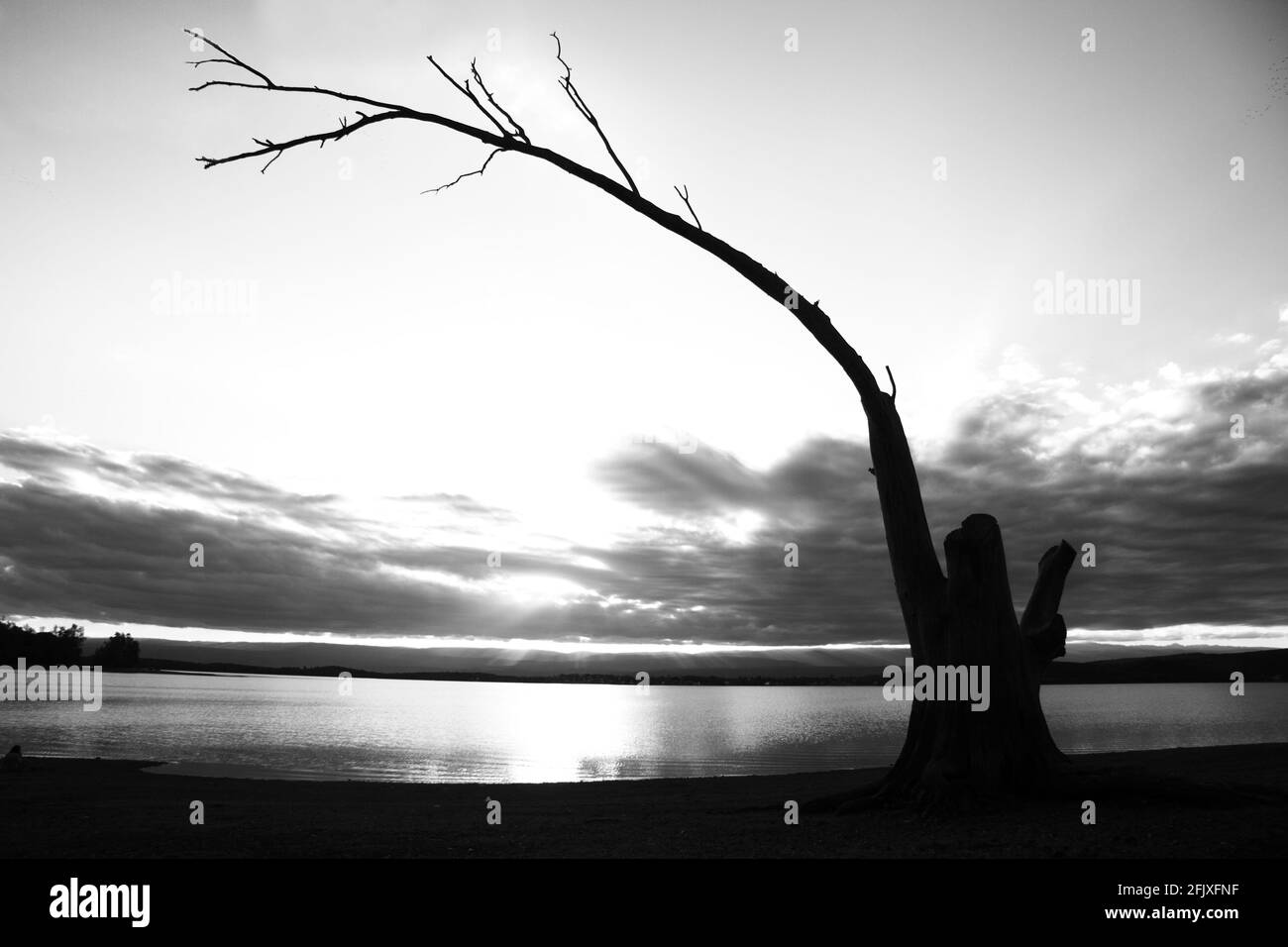 Tree trunk silhouette hi-res stock photography and images - Alamy