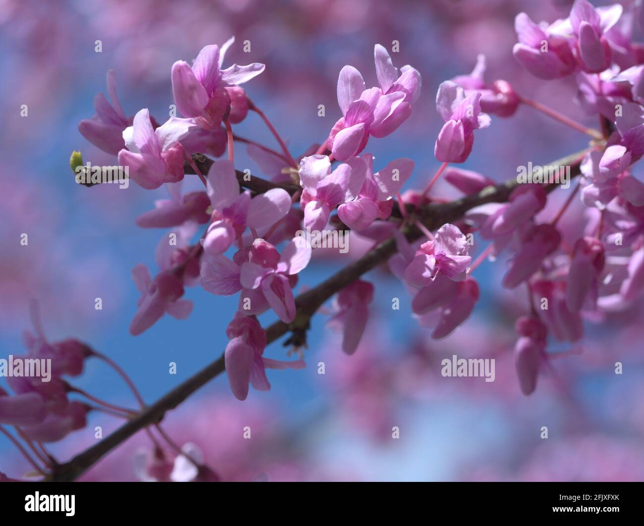 Macro of small cherry tree blossoms Stock Photo - Alamy