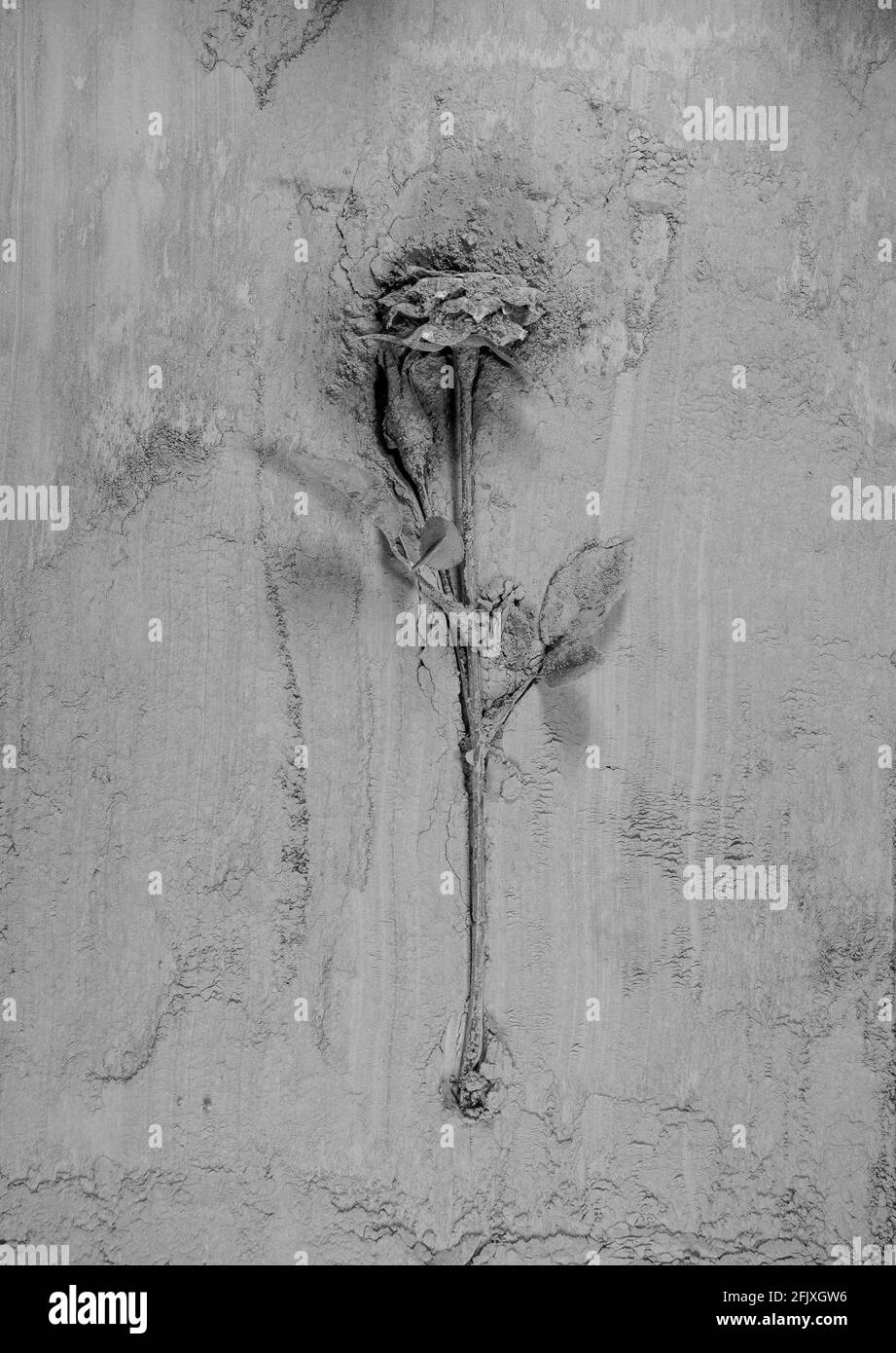 Grey rose in cement. Memorial day, funeral, fallen soldiers and ...