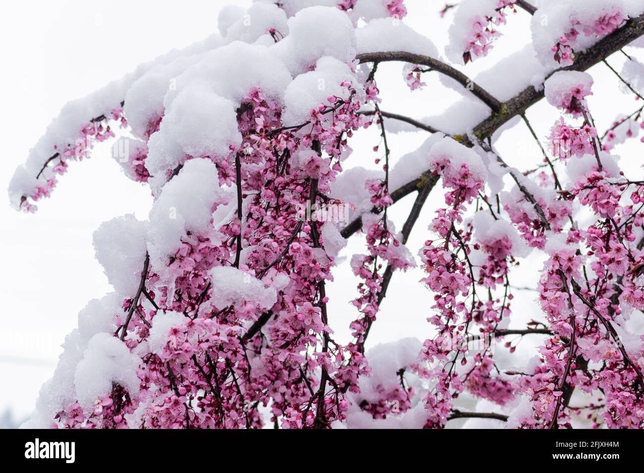 A late unexpected spring snow storm has covered the blossoms on a ...