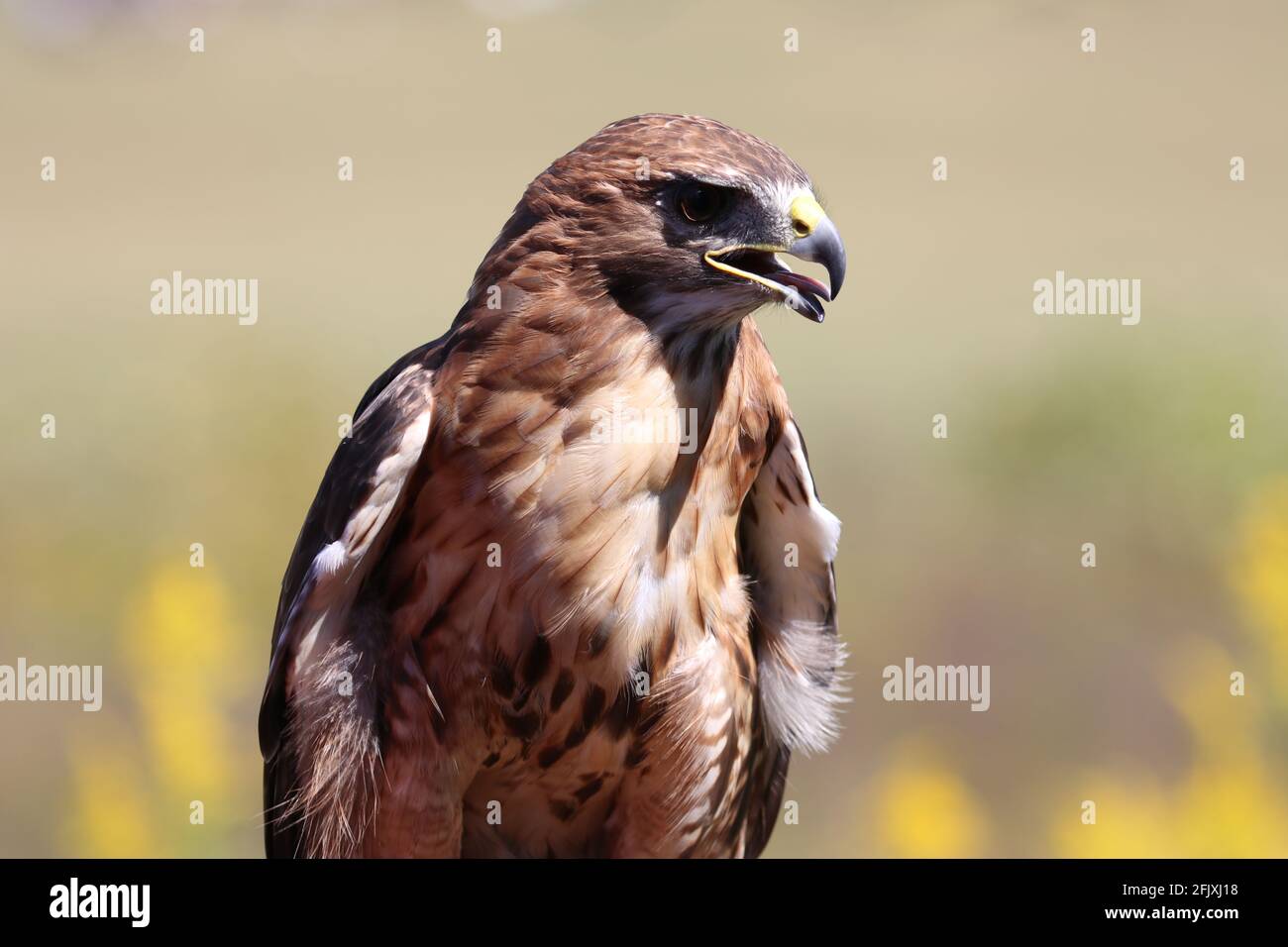 Red-tailed Hawk bird of prey looking to right Stock Photo - Alamy
