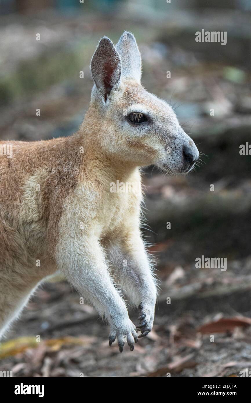 Wallaby details hi-res stock photography and images - Alamy