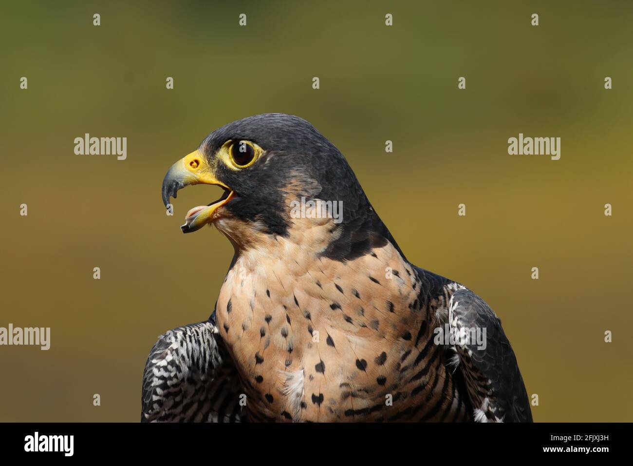 Peregrine falcon calling hi-res stock photography and images - Alamy
