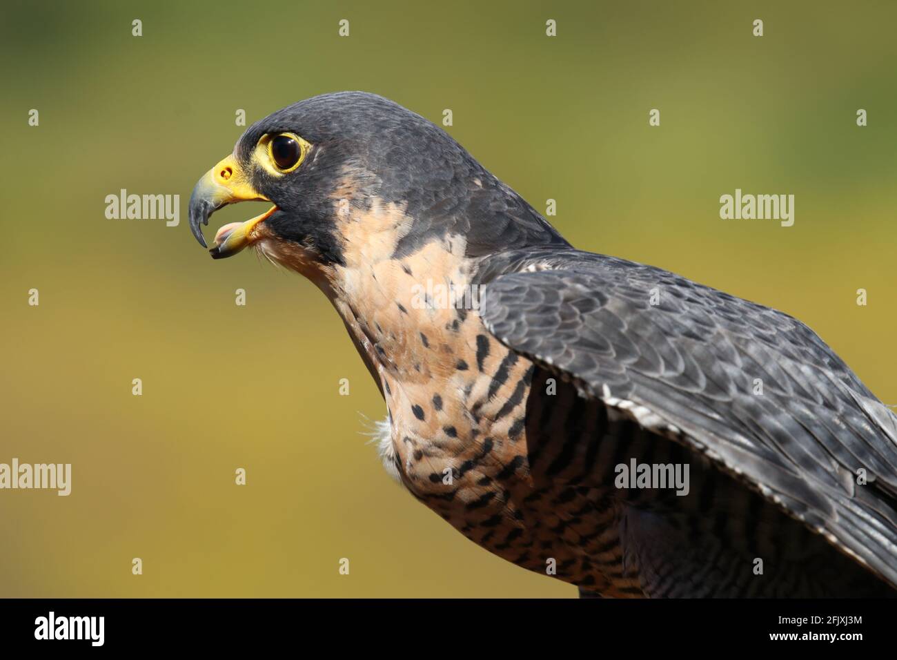 Peregrine falcon leaning far to the left close-up Stock Photo - Alamy