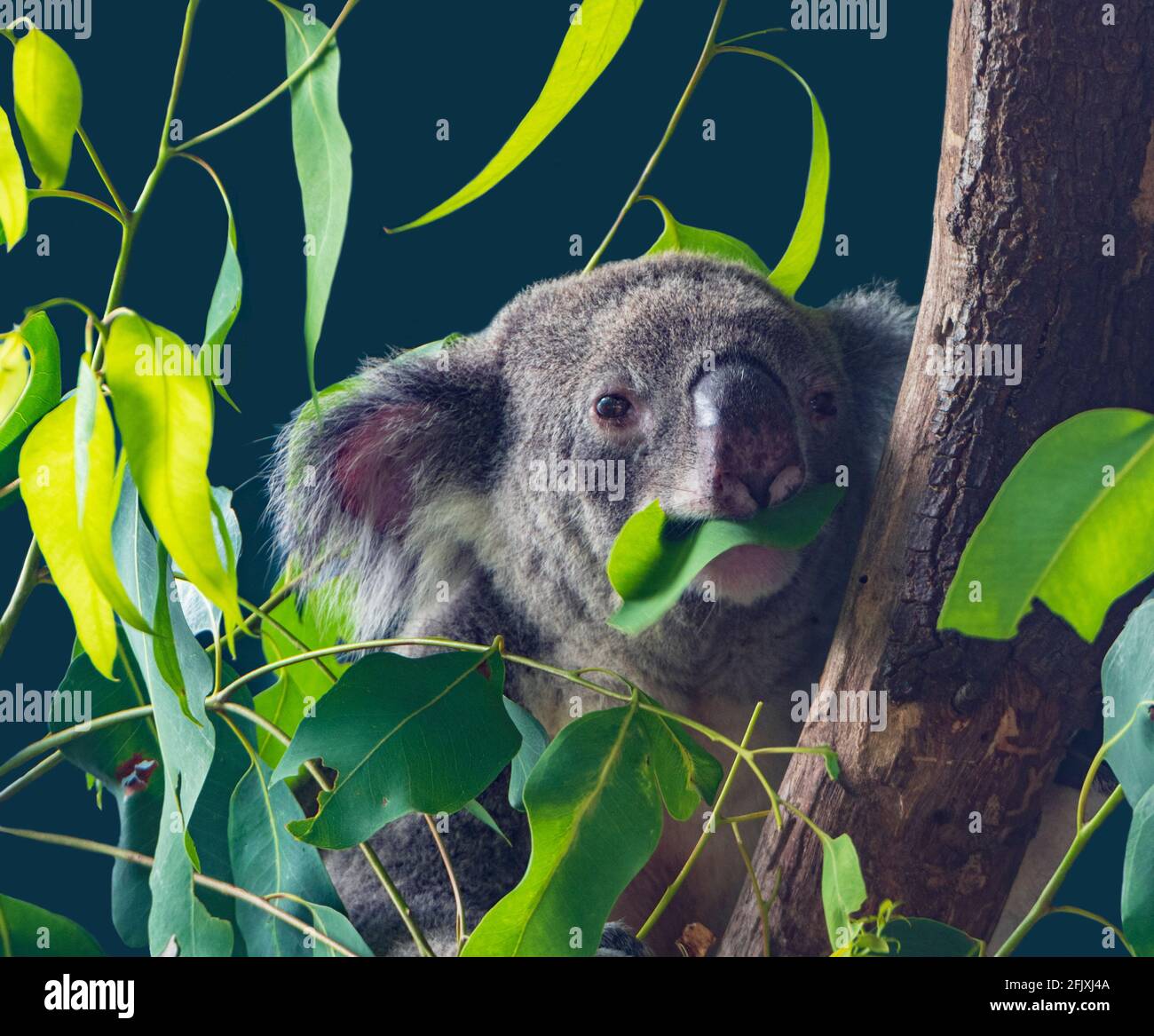 A Koala (Phascolarctos cinereus) is an iconic arboreal herbivorous ...