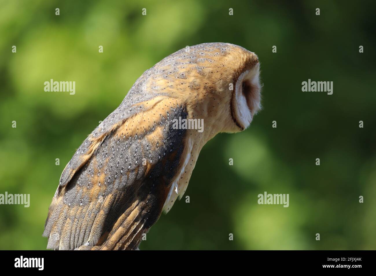 Close up barn owl hi-res stock photography and images - Alamy