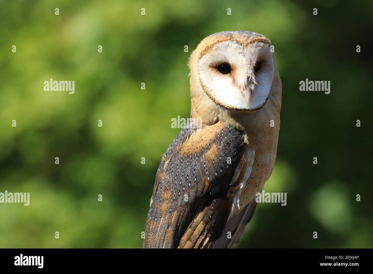 Beautiful barn owl with heart shaped face background Stock Photo - Alamy