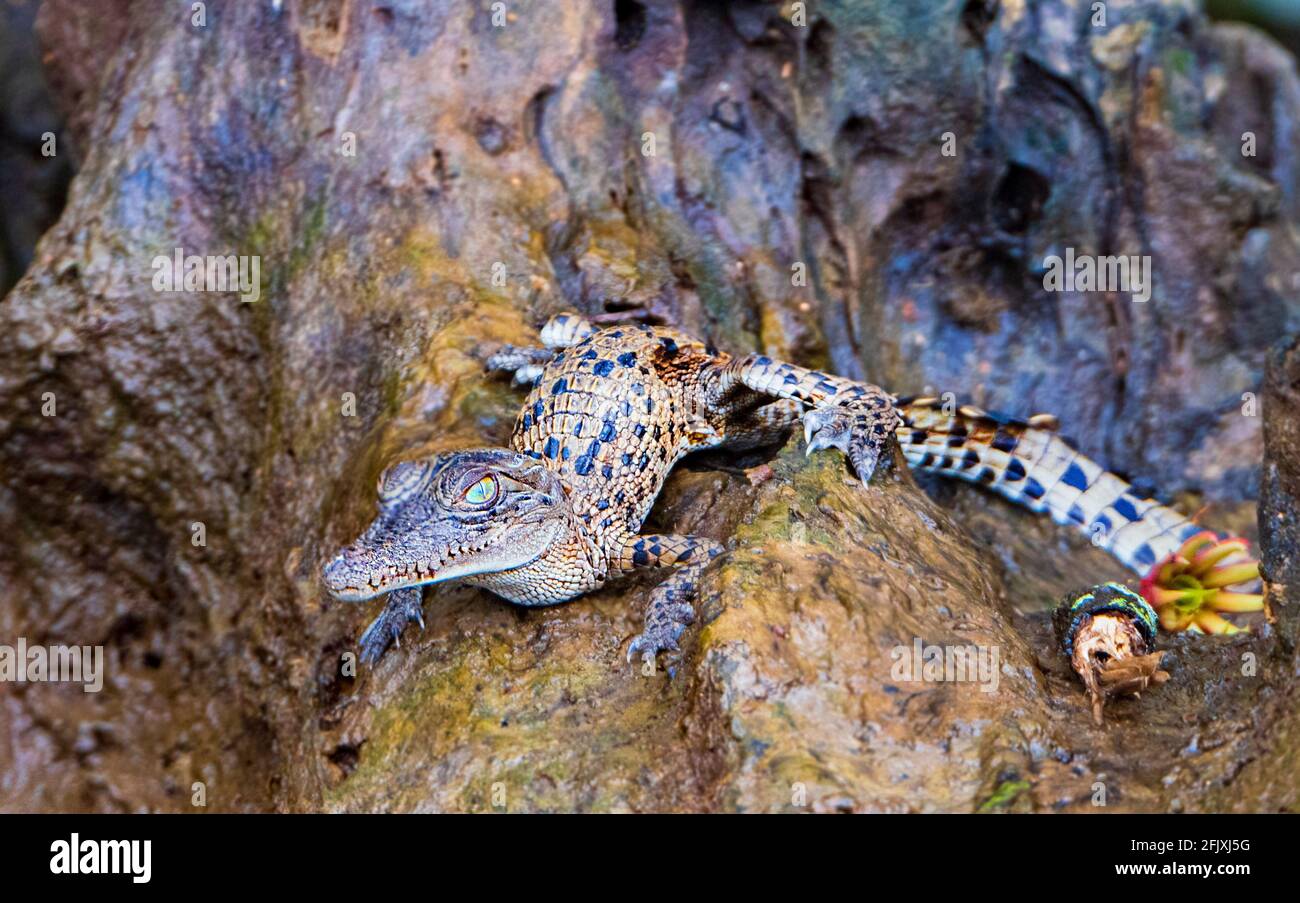 Salt water saltwater crocodiles hi-res stock photography and images - Alamy