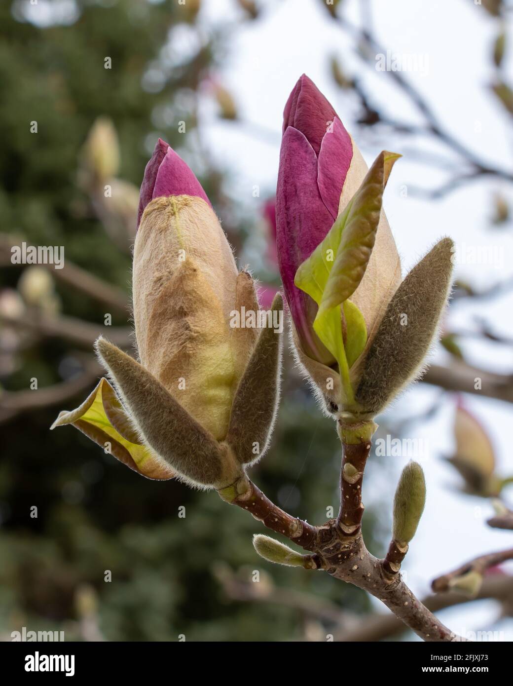 Magnolia Flower Buds High Resolution Stock Photography and Images - Alamy