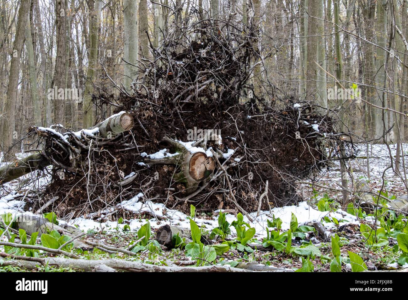 Root ball of fallen tree in the forest with snow and skunk cabbage in ...