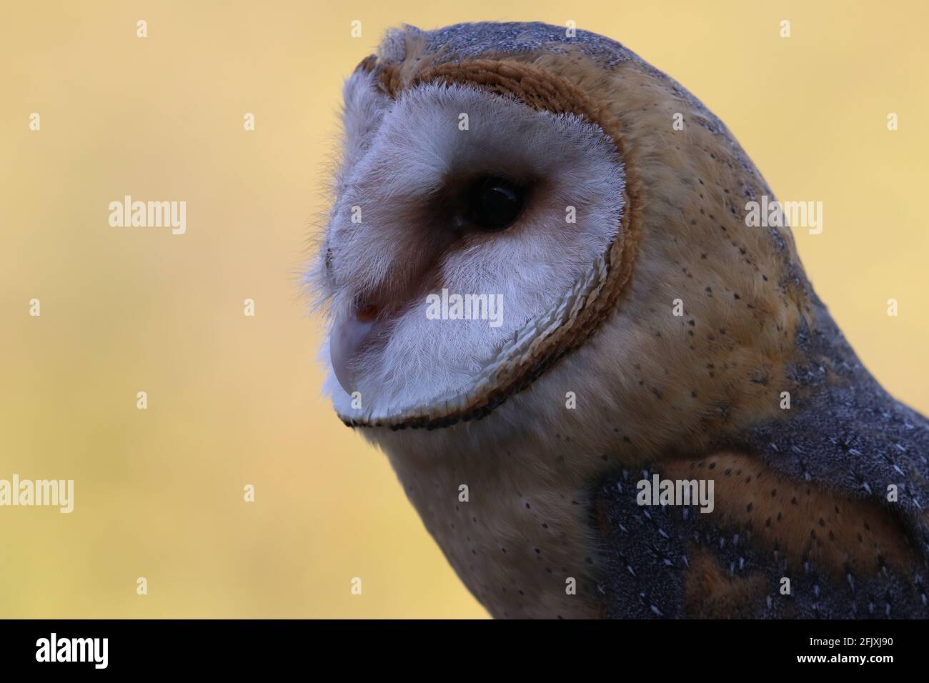 Barn owl looking to the side against yellow background Stock Photo - Alamy