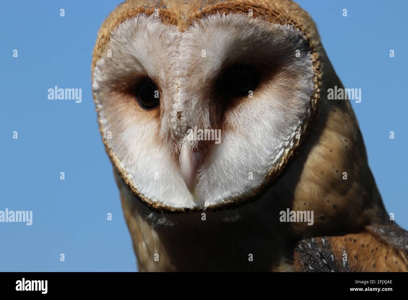 Barn owl face in bright sunlight close-up Stock Photo - Alamy