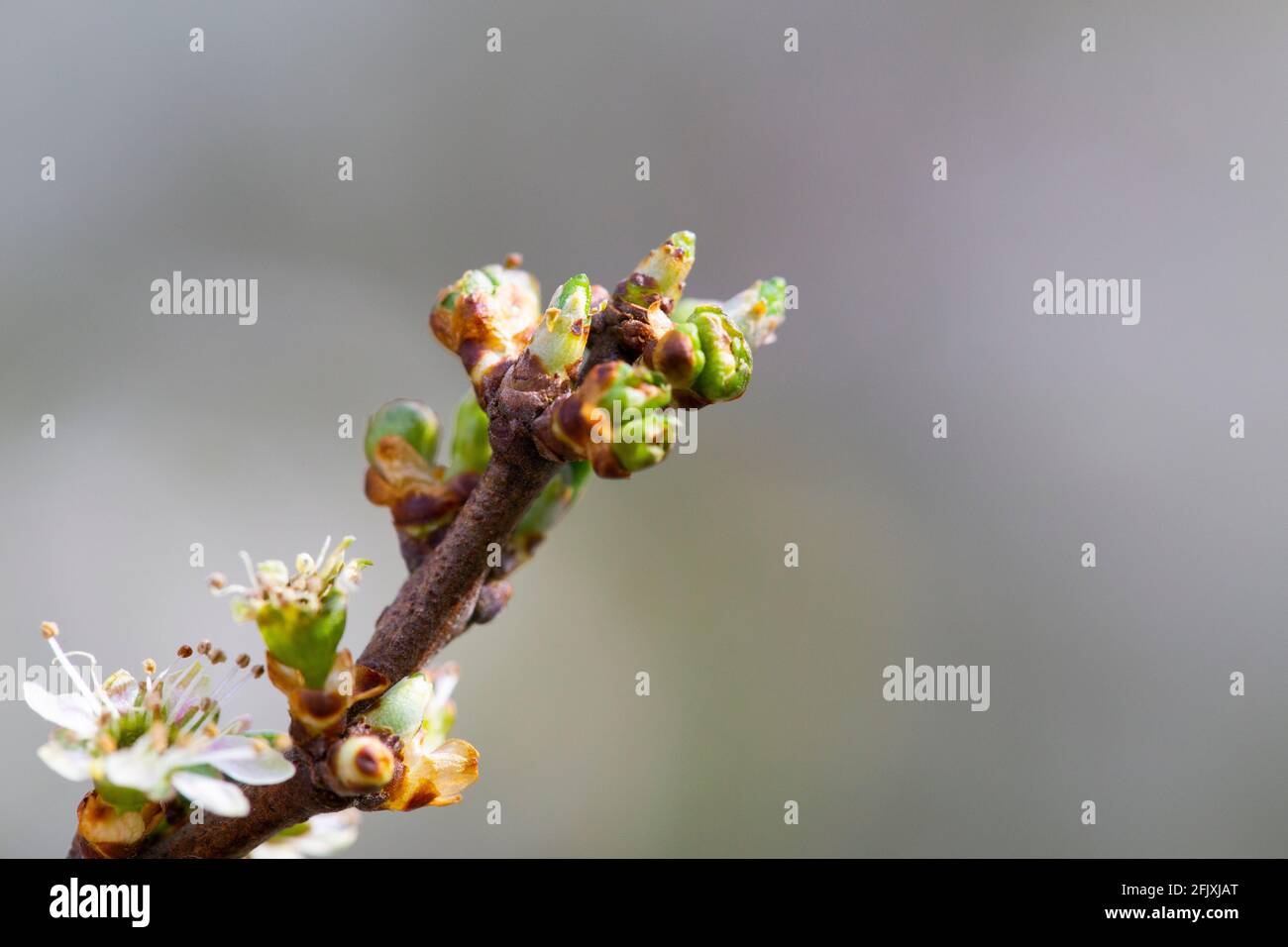 Buds of Prunus spinosa Stock Photo - Alamy