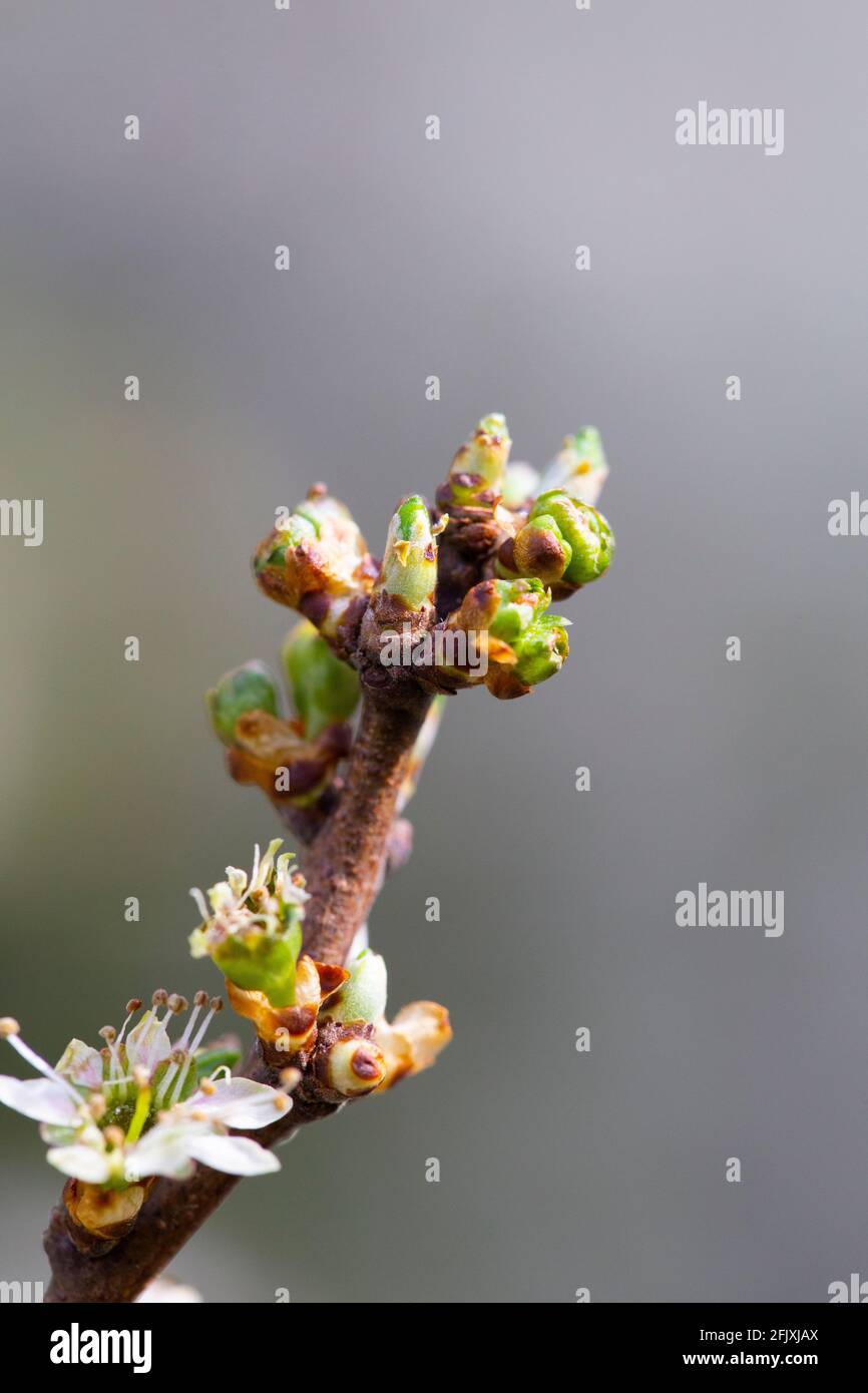Buds of Prunus spinosa Stock Photo - Alamy