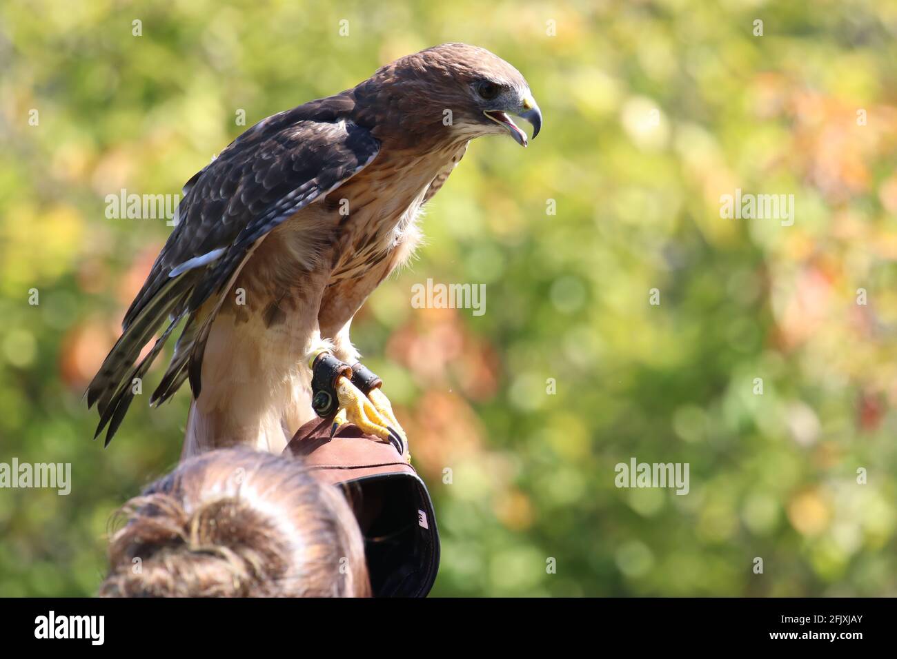 Falconer with red-tailed hawk at falconry demonstration Stock Photo - Alamy