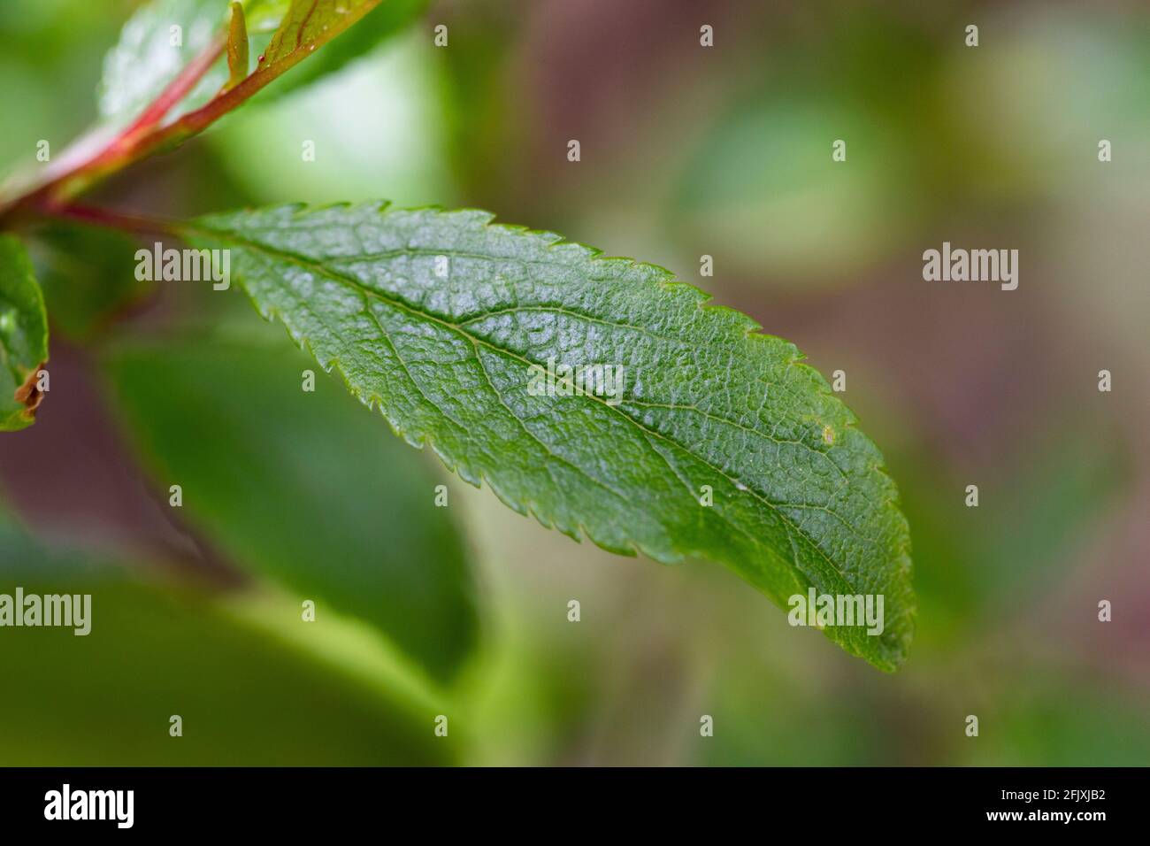 Prunus spinosa leaf Stock Photo - Alamy