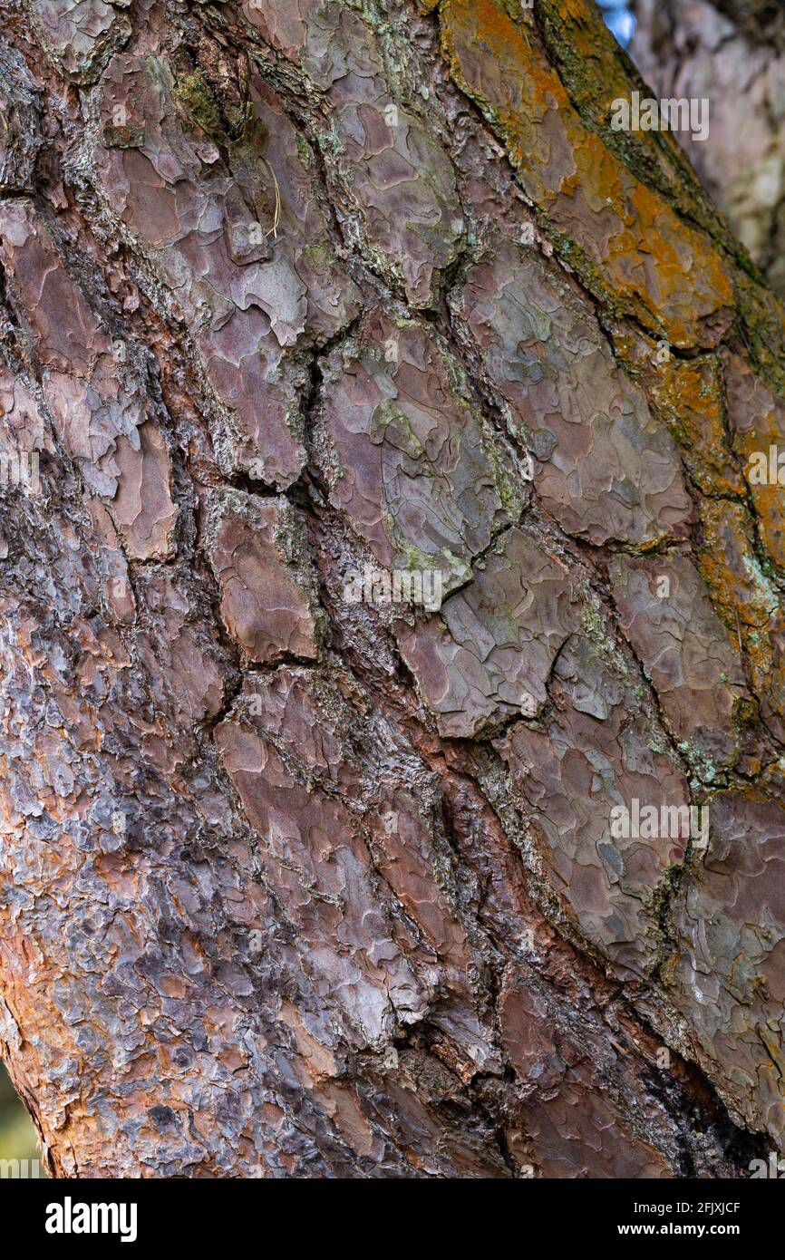 Bark of Pinus sylvestris Stock Photo - Alamy