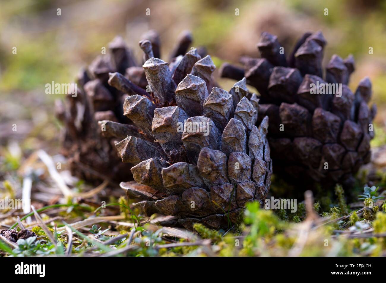 Pinus sylvestris cones Stock Photo - Alamy