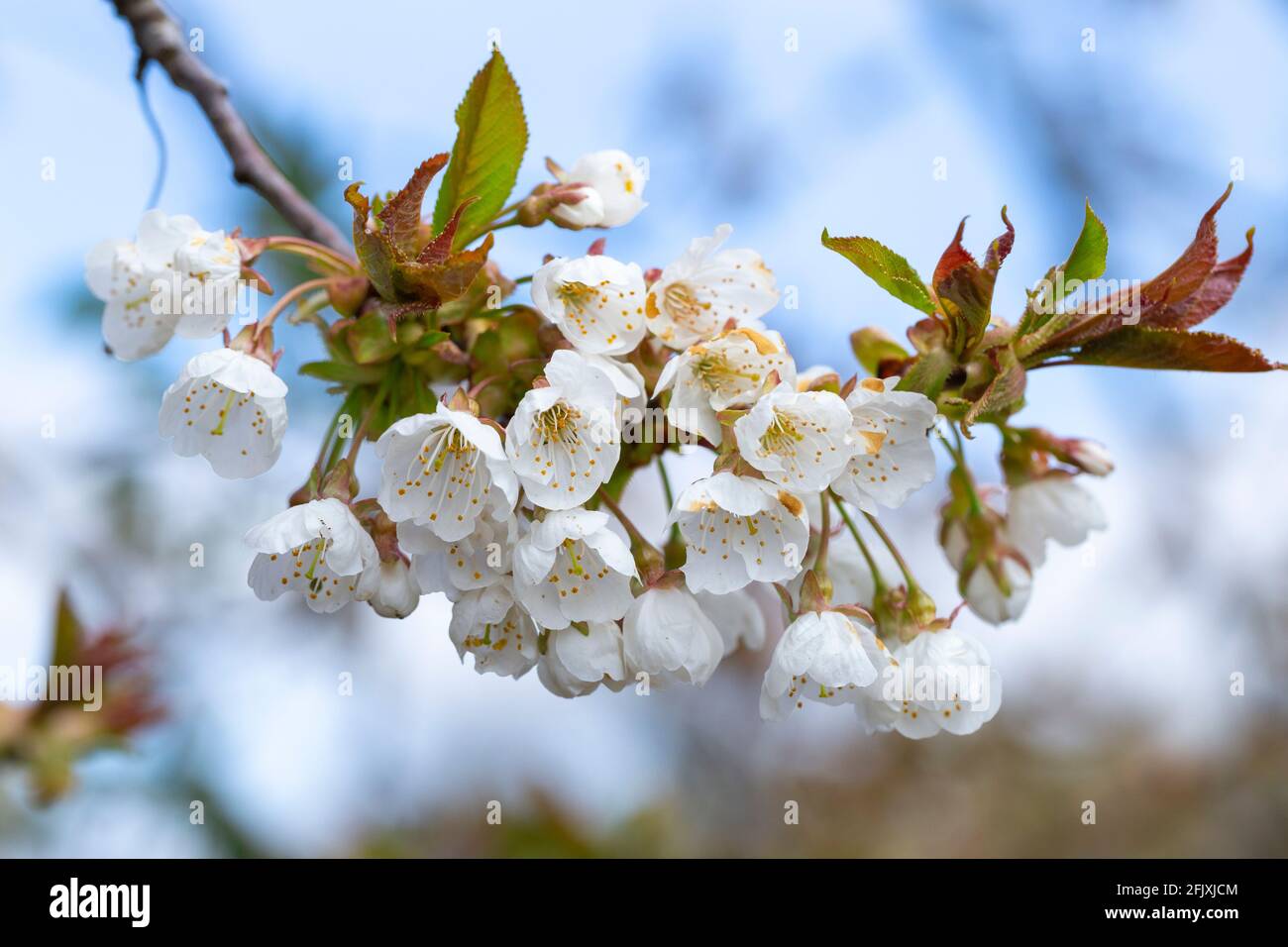 Flowers of Prunus avium Stock Photo - Alamy