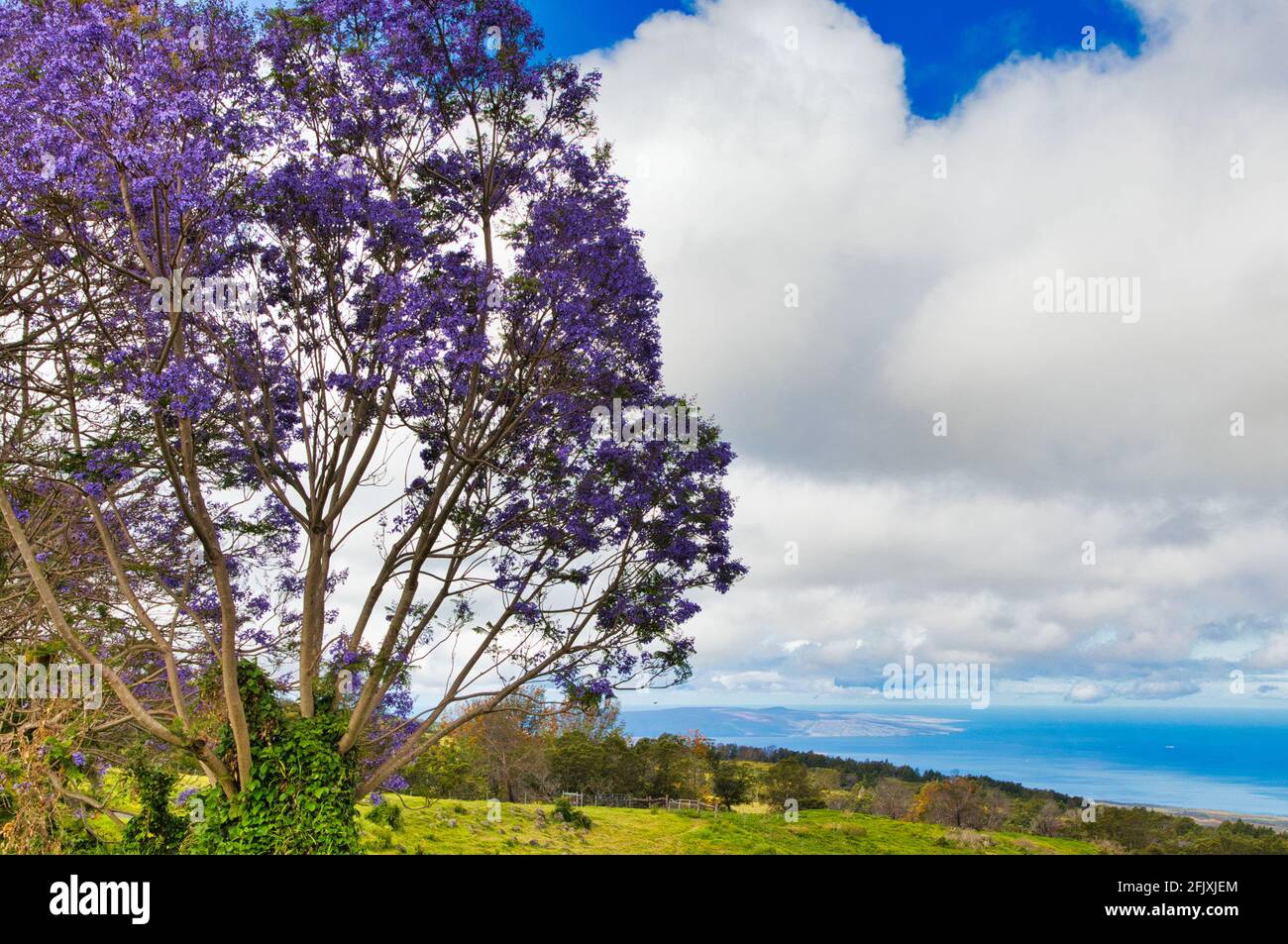 Jacaranda trees in bloom in Upcountry Kula on Maui Stock Photo - Alamy