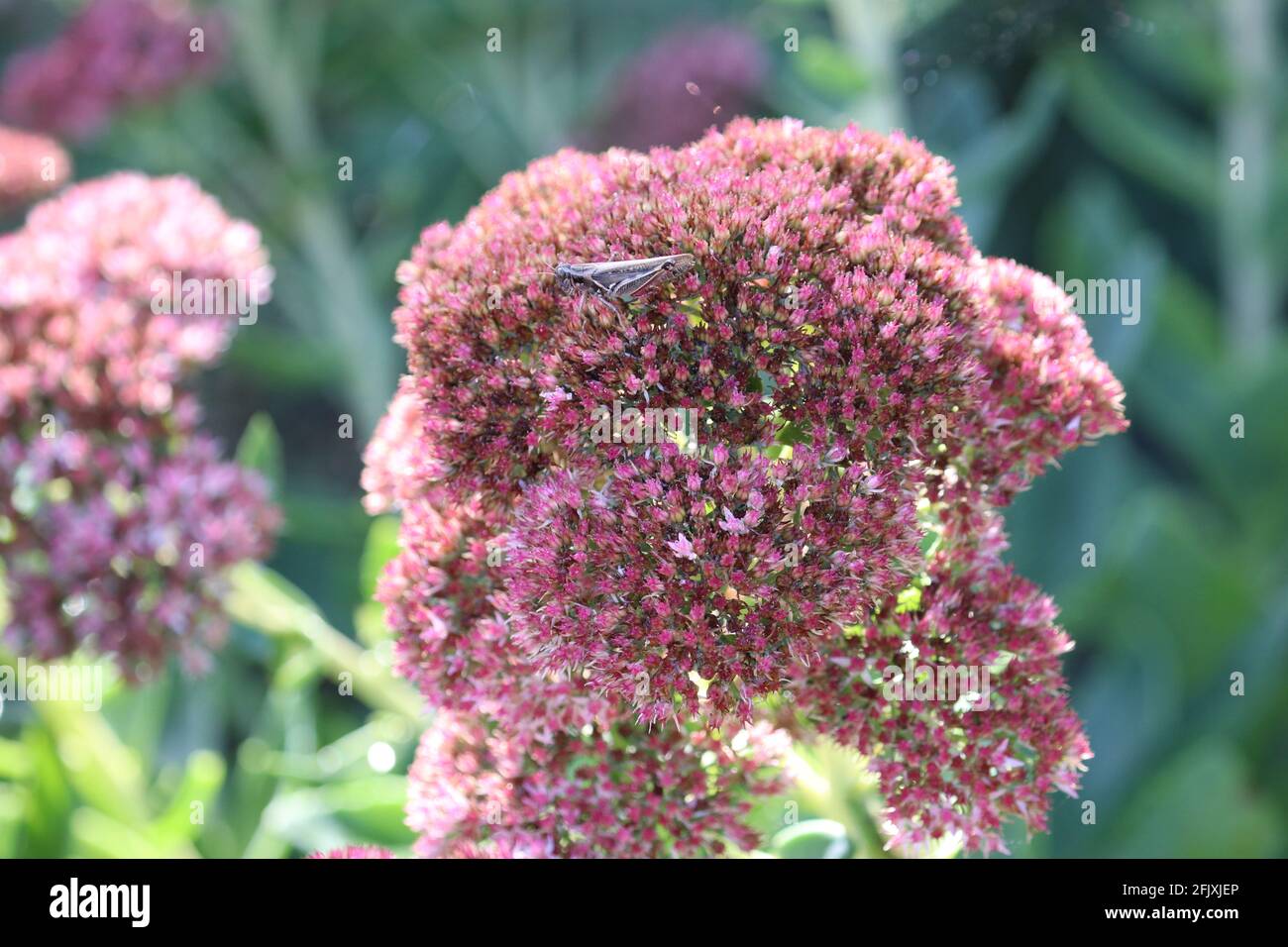 Insect on pink flower cluster Stock Photo - Alamy