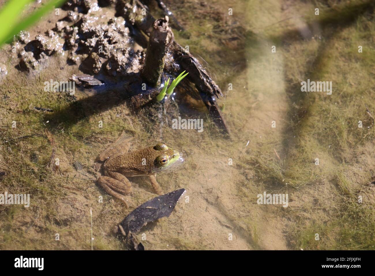 Partially submerged frog sitting on bottom of pond Stock Photo - Alamy